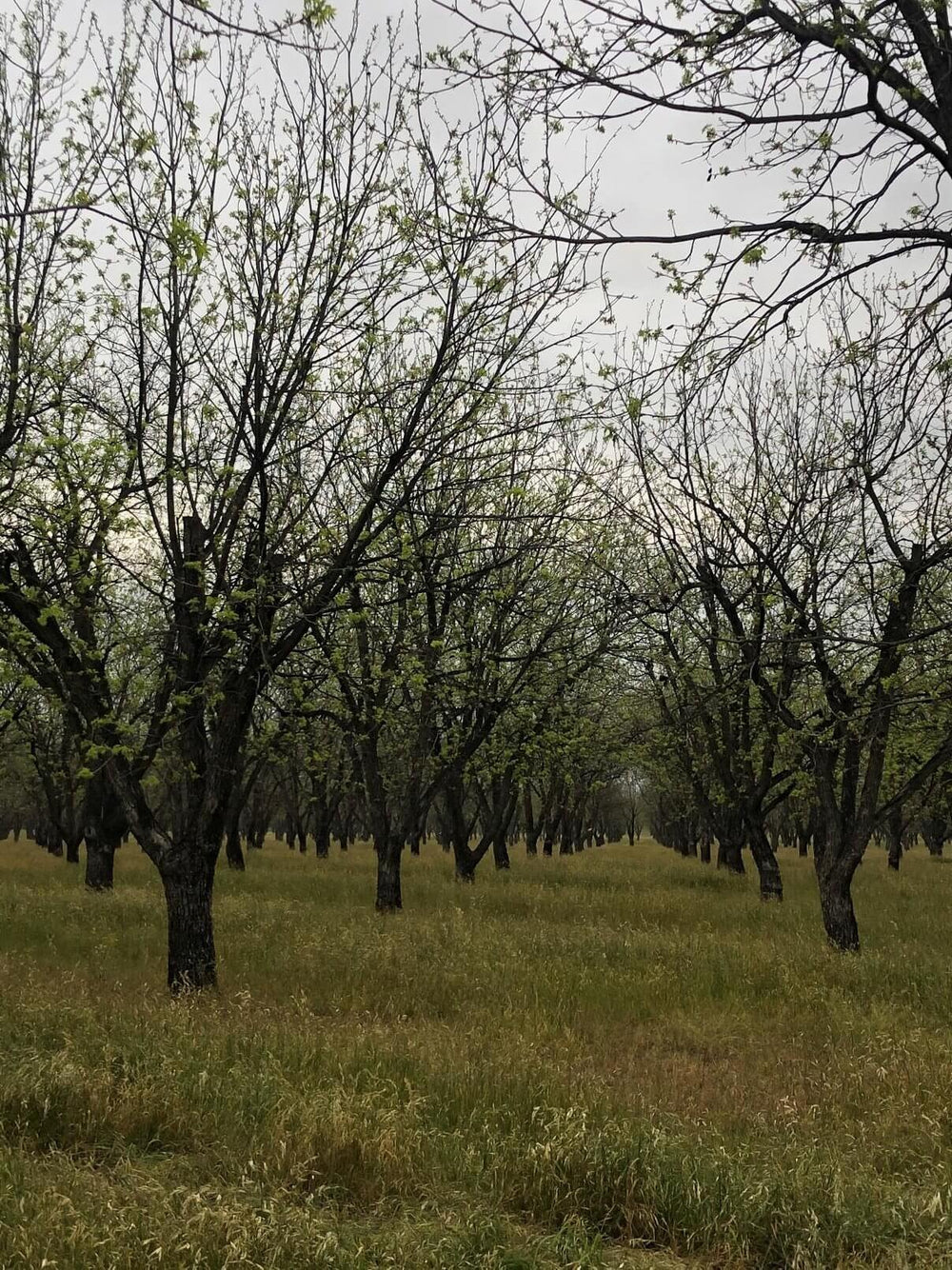 Sorrells Farms