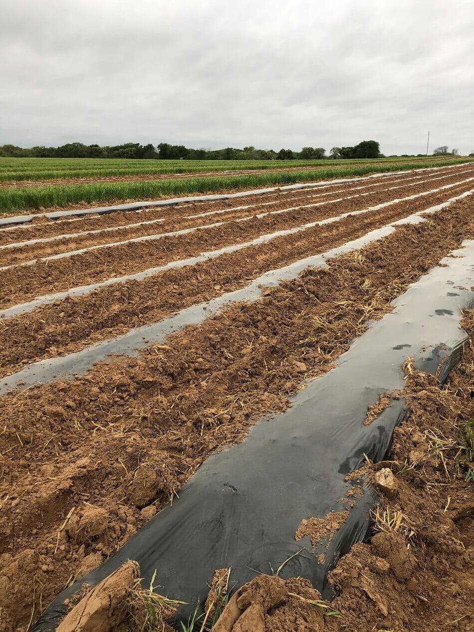 Sorrells Farms